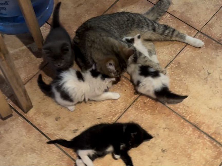 Котята в добрые руки 1.5 месяца