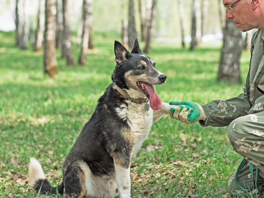 Чак из приюта ищет дом