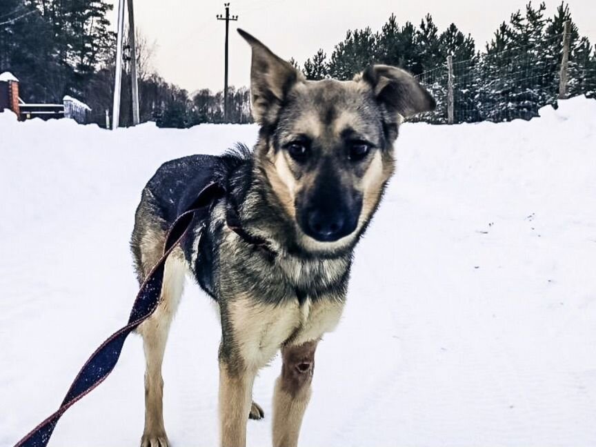 Восточноевропейская овчарка