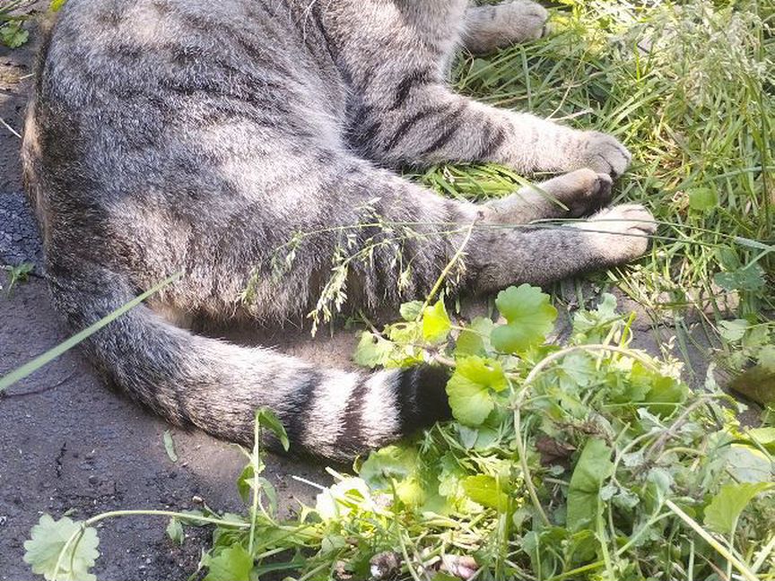 Молодой кот