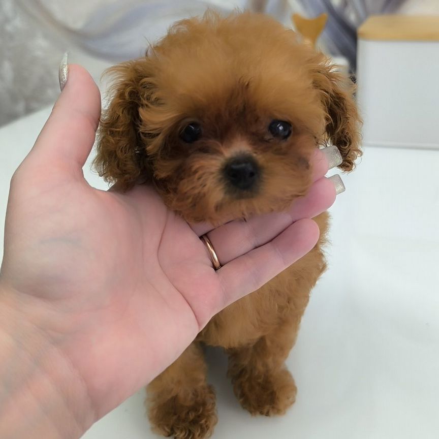 Той-пудель, щенок