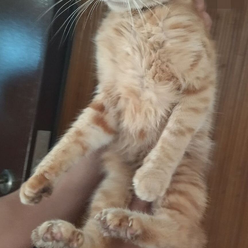 Коты и кошки домашние в беде