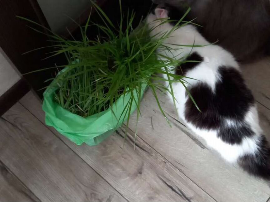 Коты