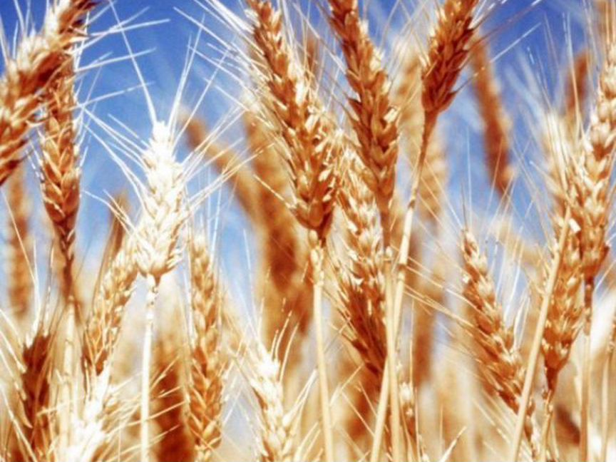 Зерно пшеница ячмень горох