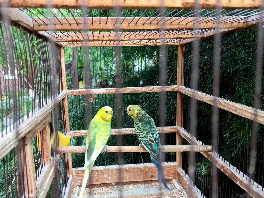 Волнистики