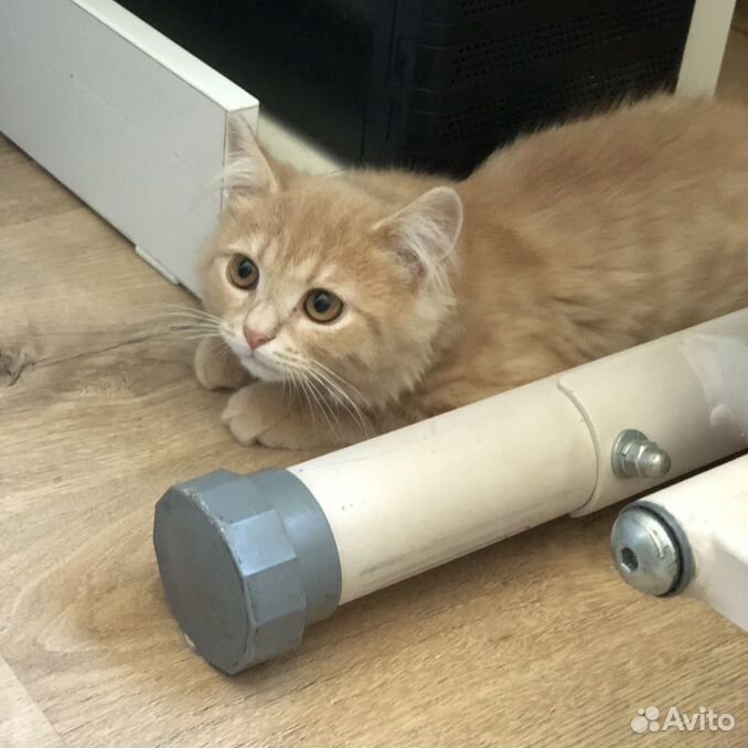 Персиковый котенок ищет дом
