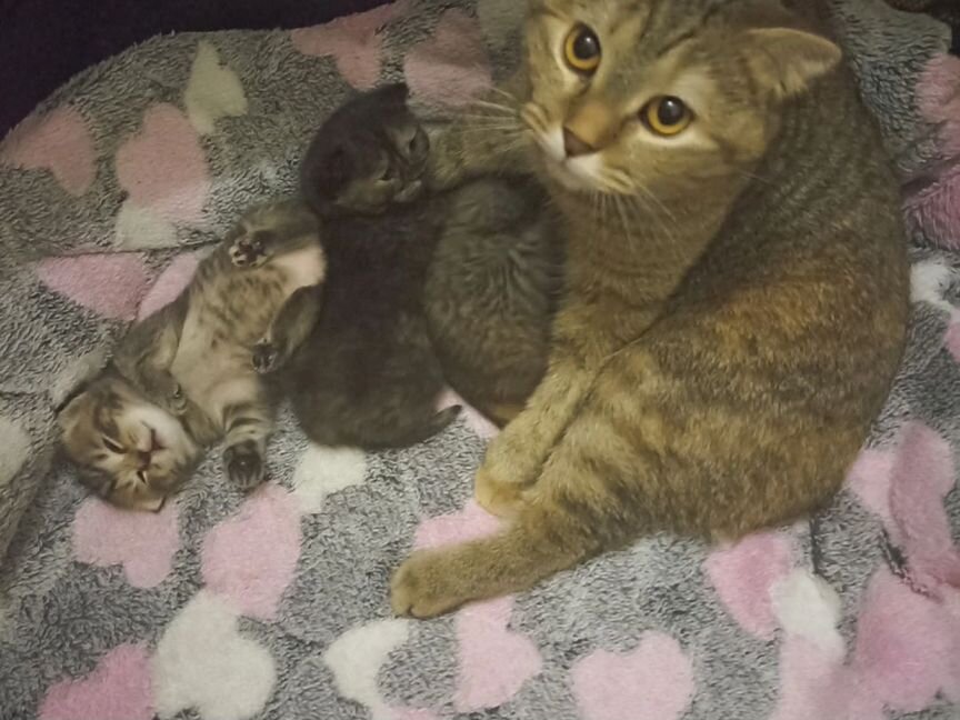 Вислоухие котята