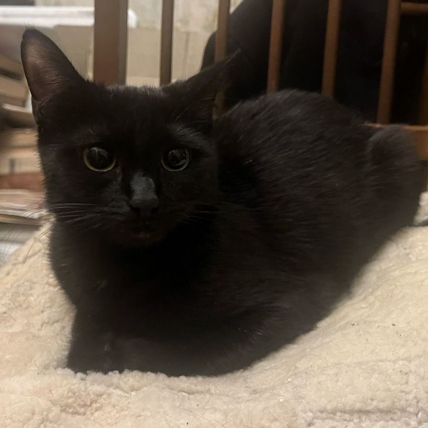 Взрослая, кошка в добрые руки