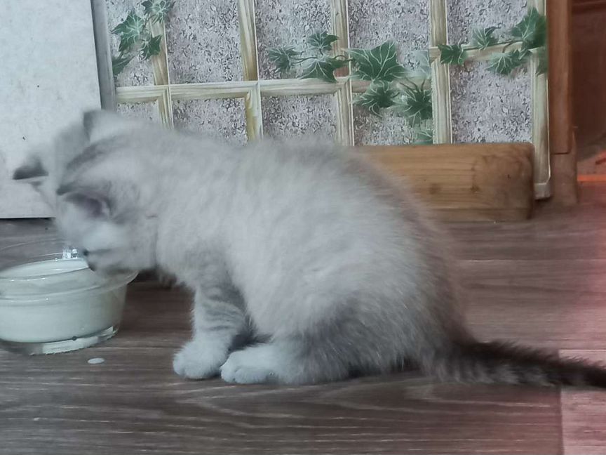 Котенок девочка бесплатно
