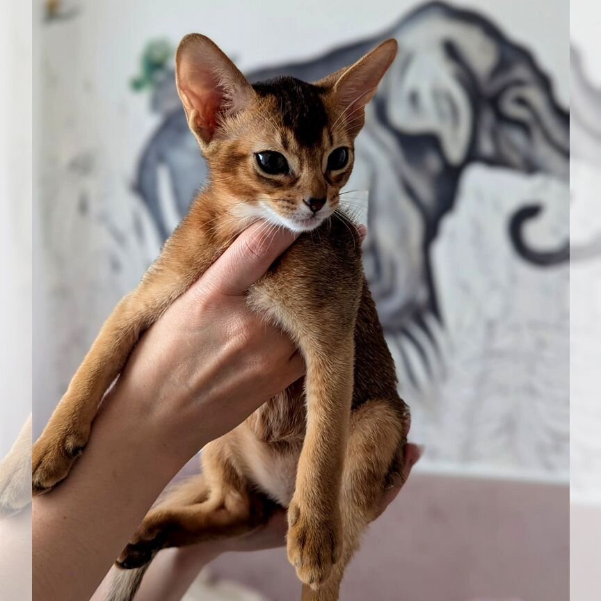 Абиссинские котята