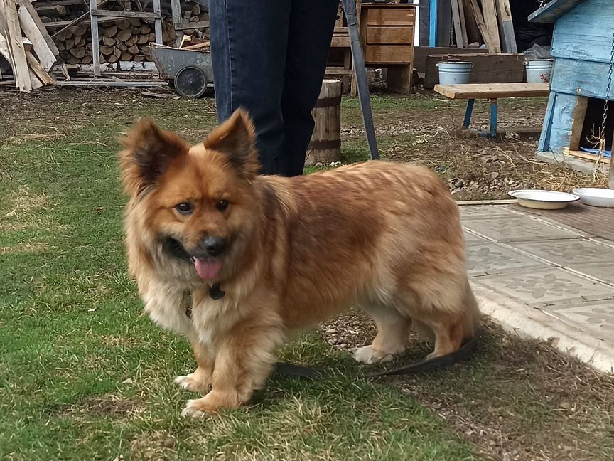 Масяня ищет дом