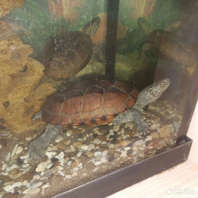 Мускусная черепаха