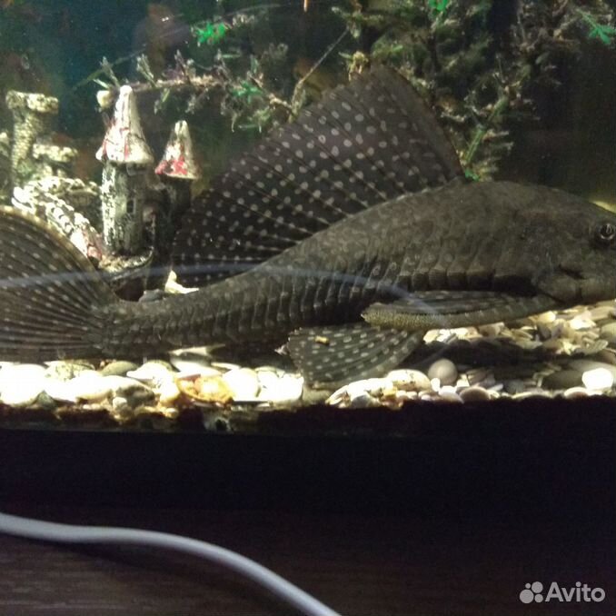 Сом птеригоплихт парчевый. L25см