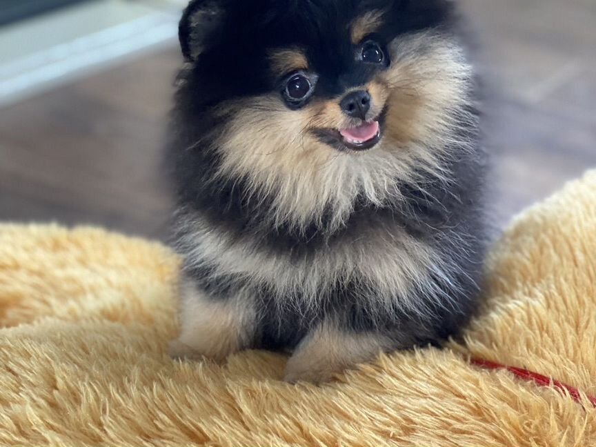 Черно-подпалый шпиц