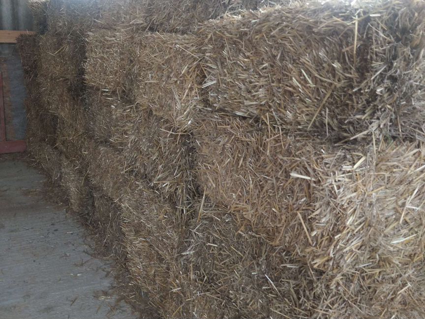 Салома, опилки