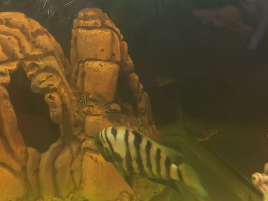 Рыбы цихлиды