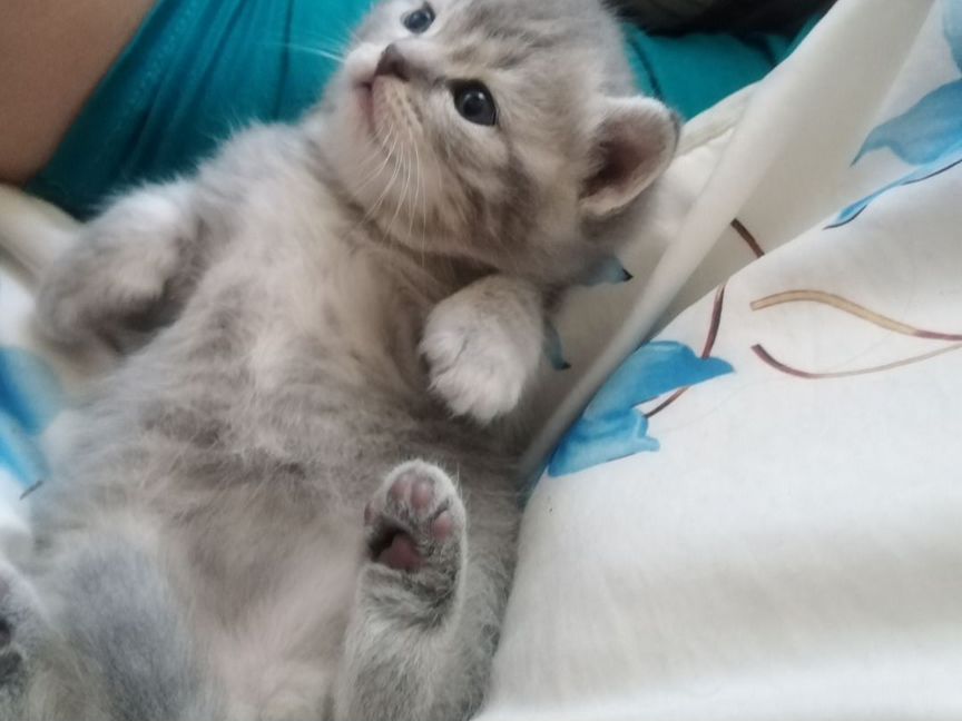 Шотландские котята