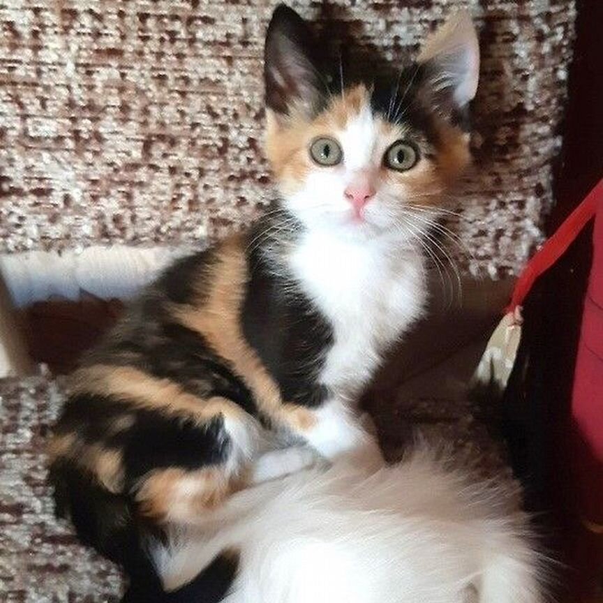 Котеночку Ксюше очень нужен дом