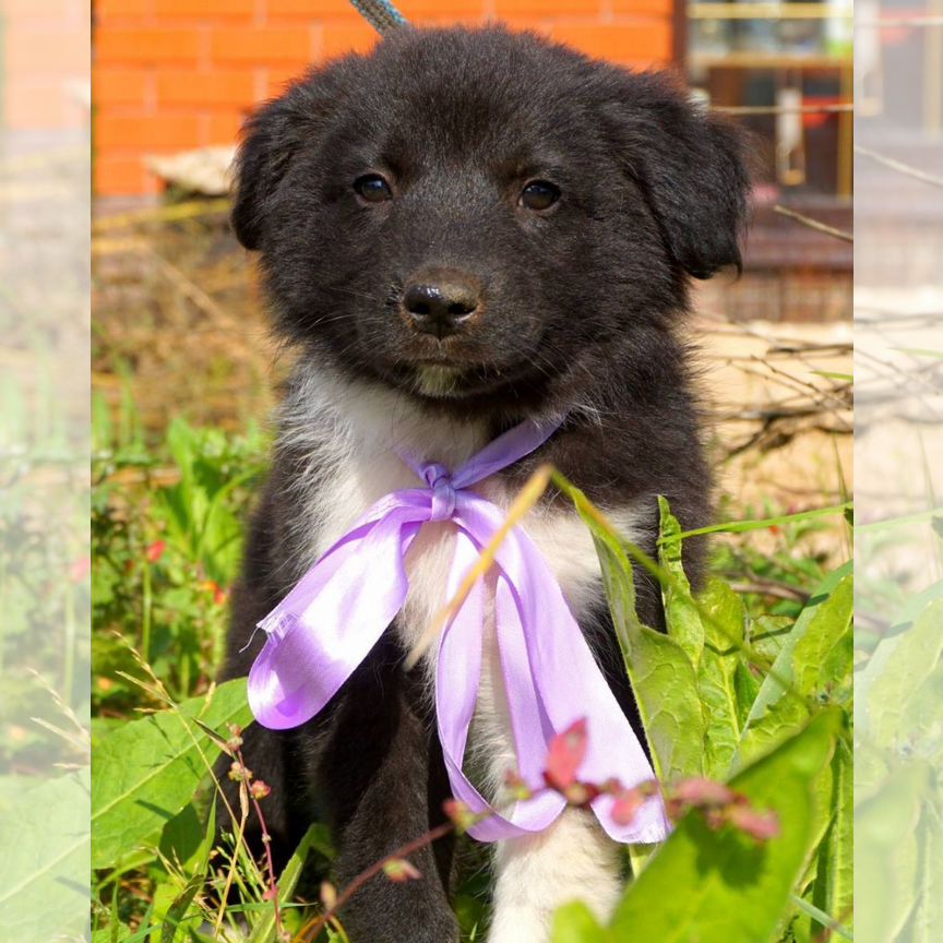 Отдам щенка в добрые руки бесплатно