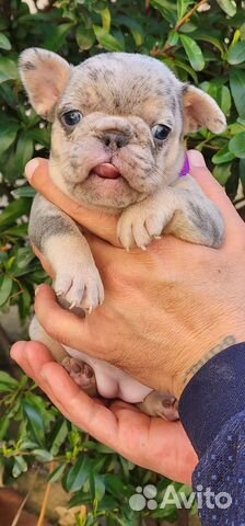 Девчули мерлюшки