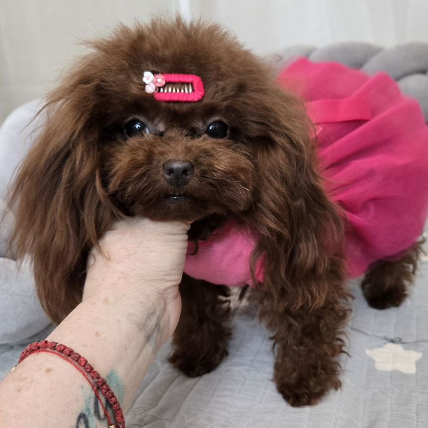 Той-пудель, взрослая собака