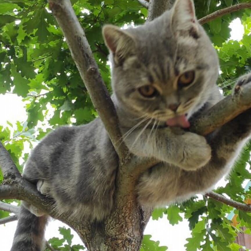 Отдам в добрые руки кошку