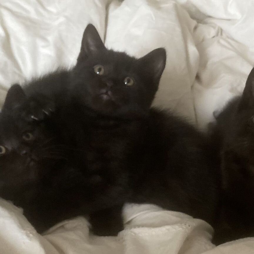 Котята бесплатно в добрые руки