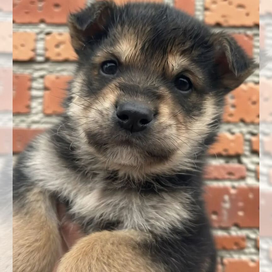 Щенок в добрые руки