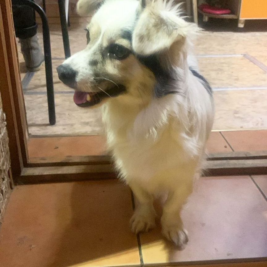 Маленький пёсик в добрые руки, 1,5 года
