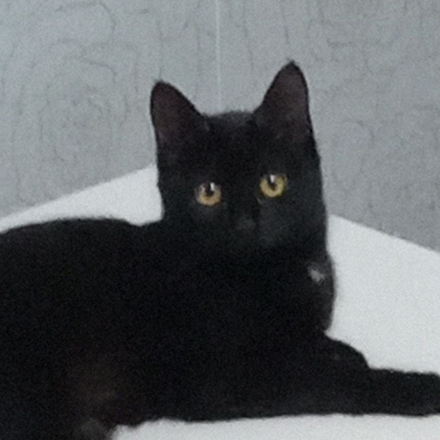 Кошечка милашка