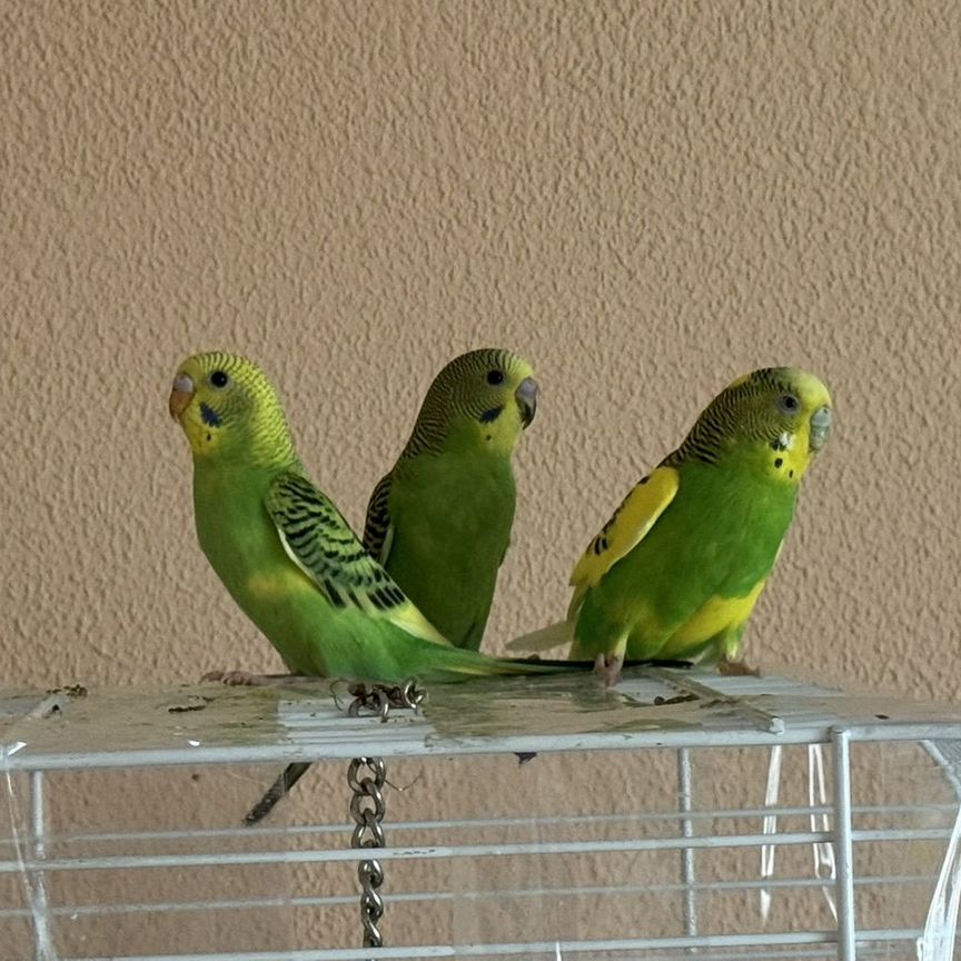 Попугай волнистый