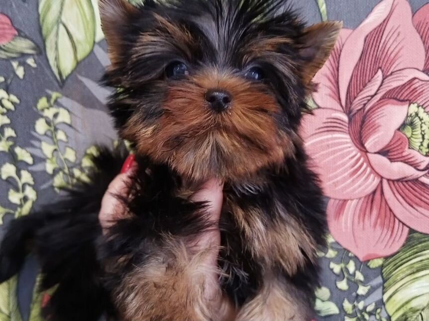 Йоркширский терьер красавчик