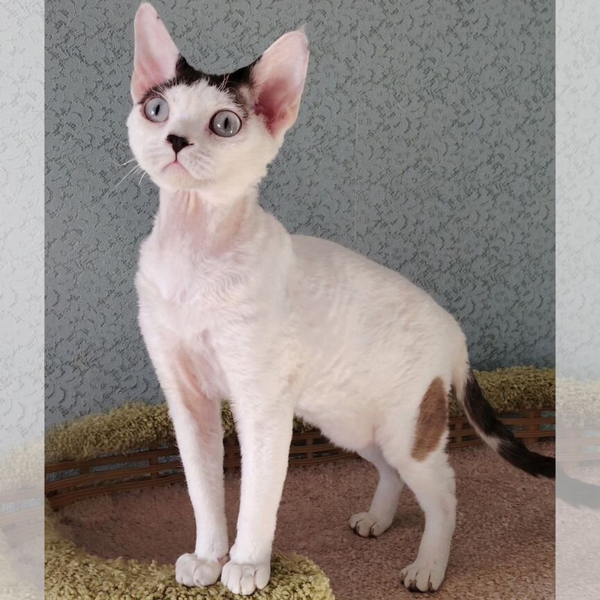 Девон-рекс, взрослый кот