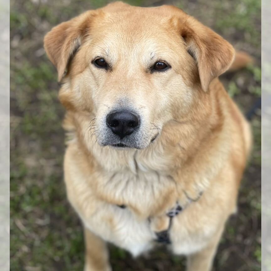 Взрослый пёс в добрые руки