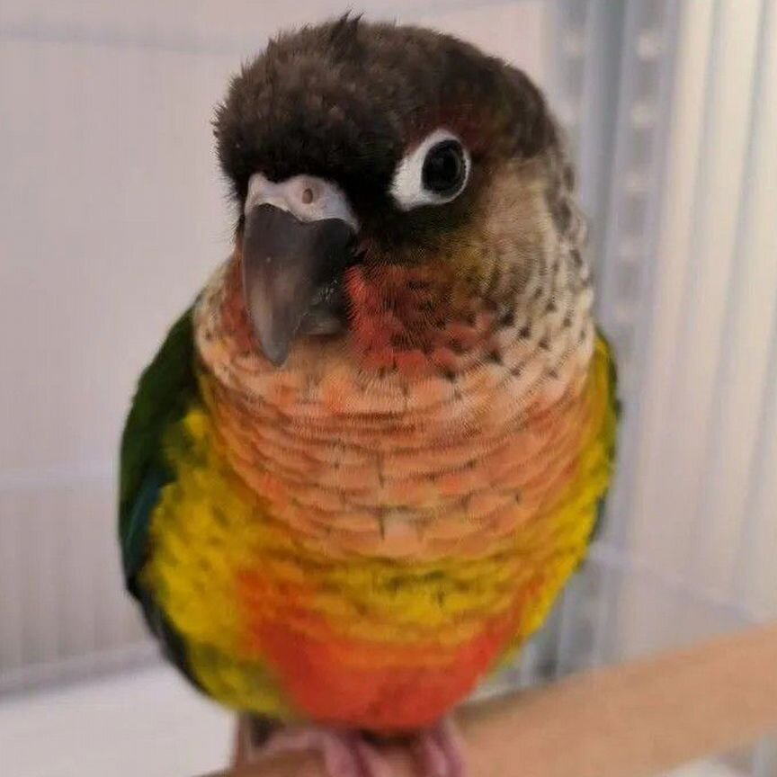 Попугай пиррура птенец ручной выкормыш
