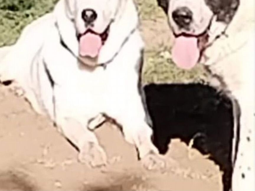 Щенки азиаты от крупных родителей