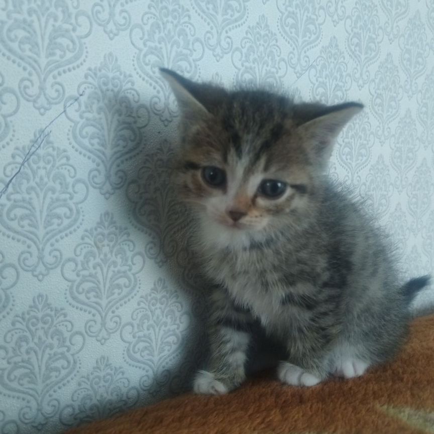 Котенок девочка 1,5 месяца