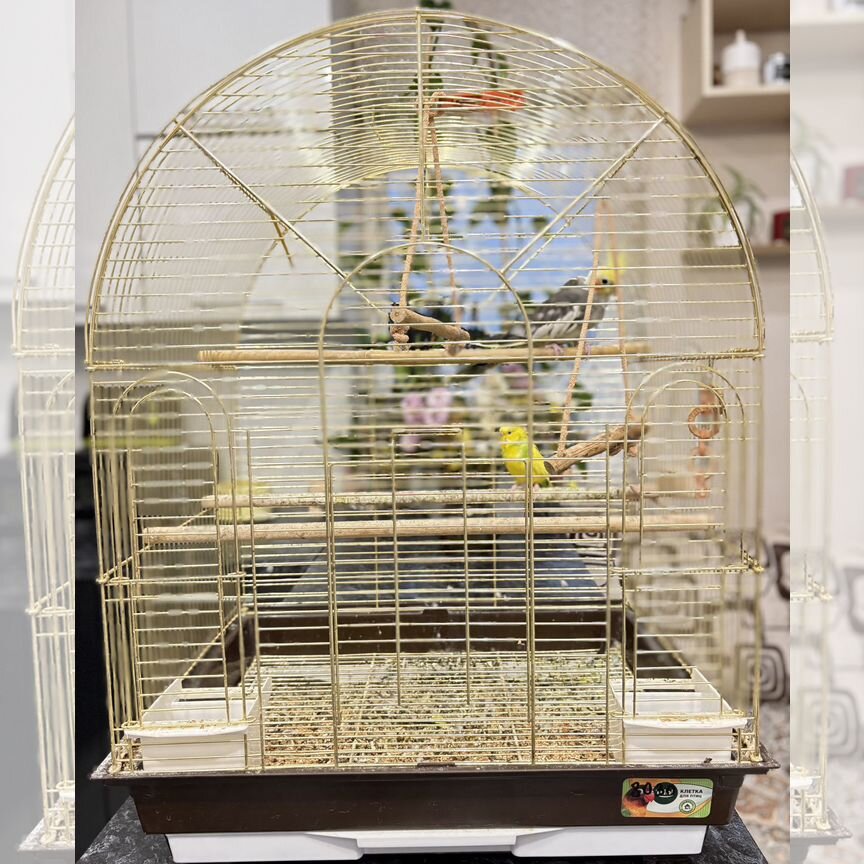 Попугай корелла с клеткой