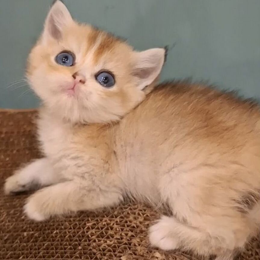Британский короткошёрстный котёнок