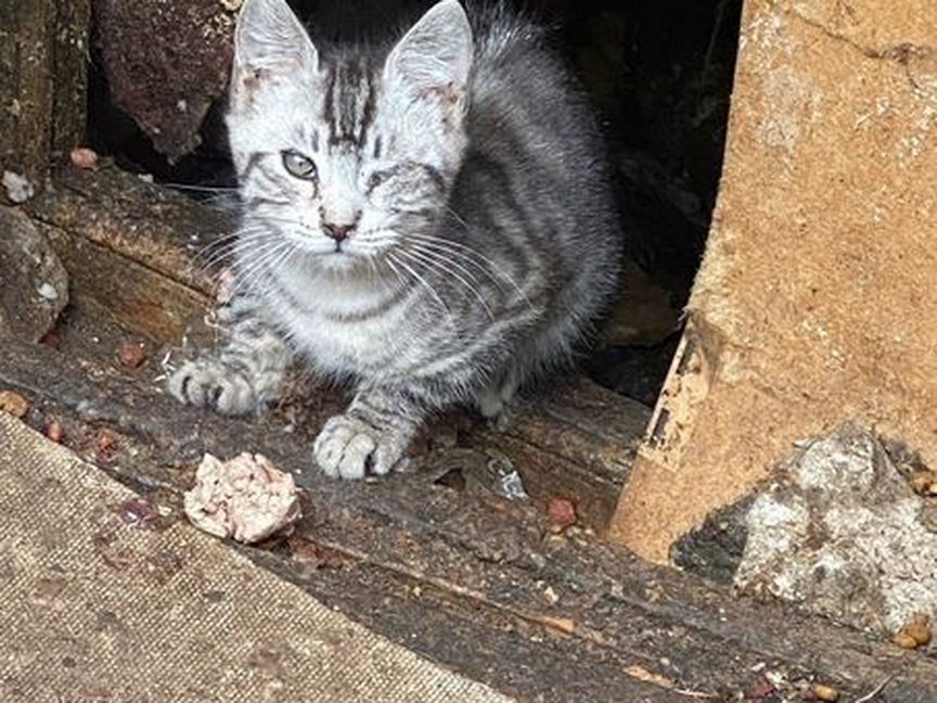 Котенку нужна передержка или дом в добрые руки