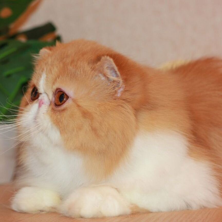 Персидский кот