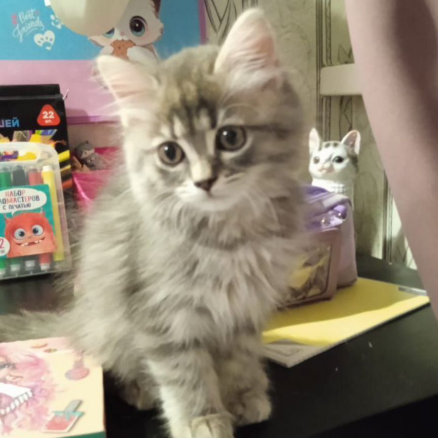 Шотландский котенок хайленд страйт