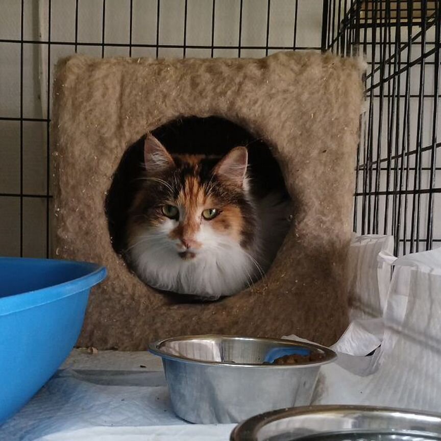 Кошка пушистая