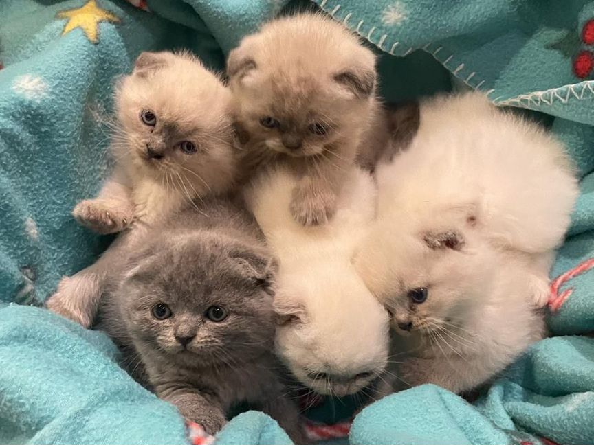Шотландские котята скоттиш-страйт, скоттиш-фолд