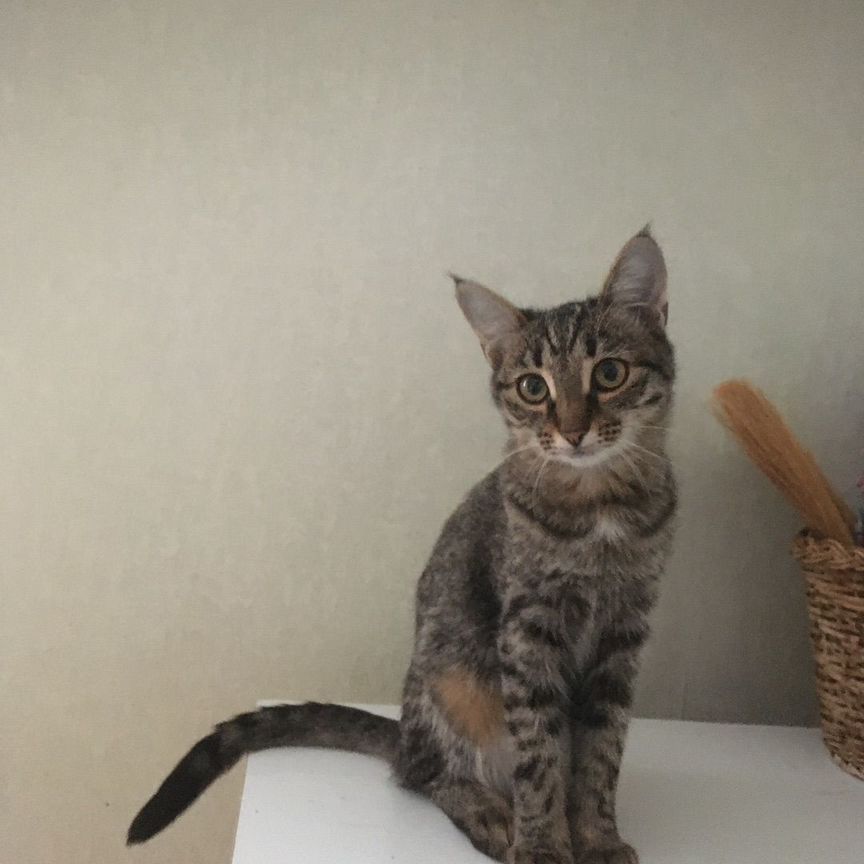 Кошечка