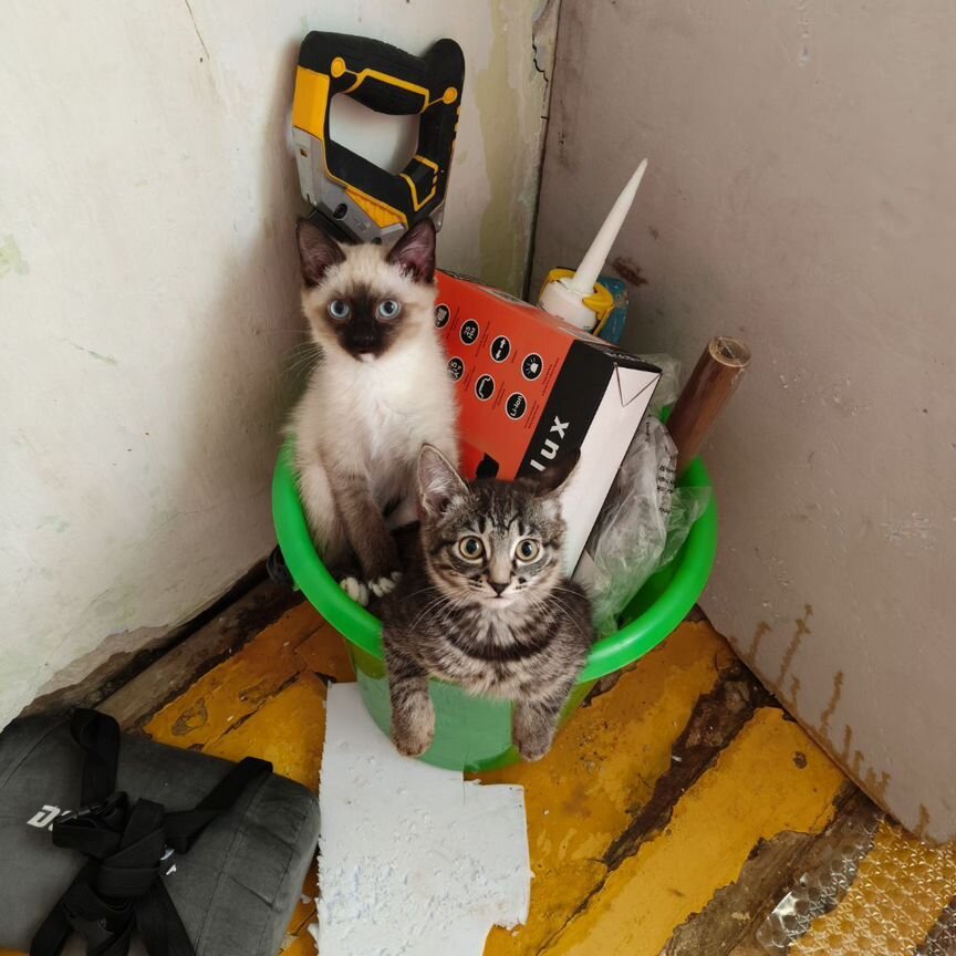 Сиамский котёнок