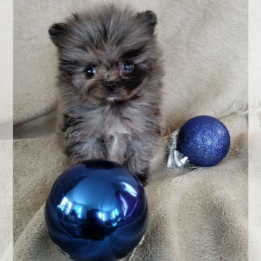 Померанский шпиц, щенок