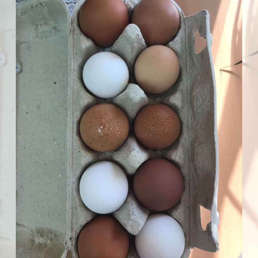 Домашние куриные яйца (возможна доставка)