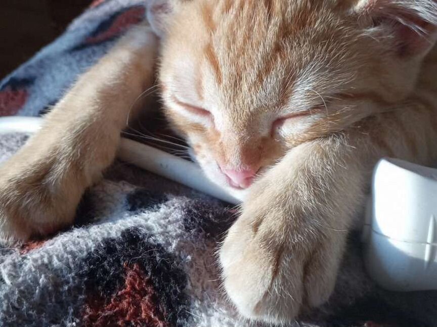 Кошка