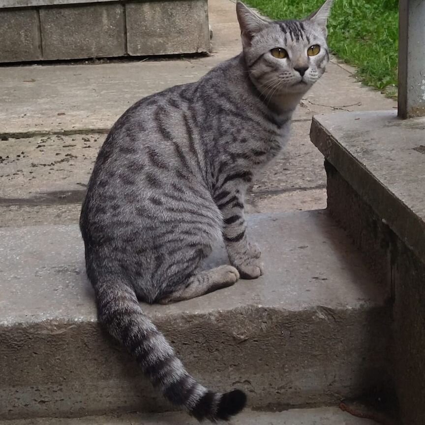 Котик Барсик